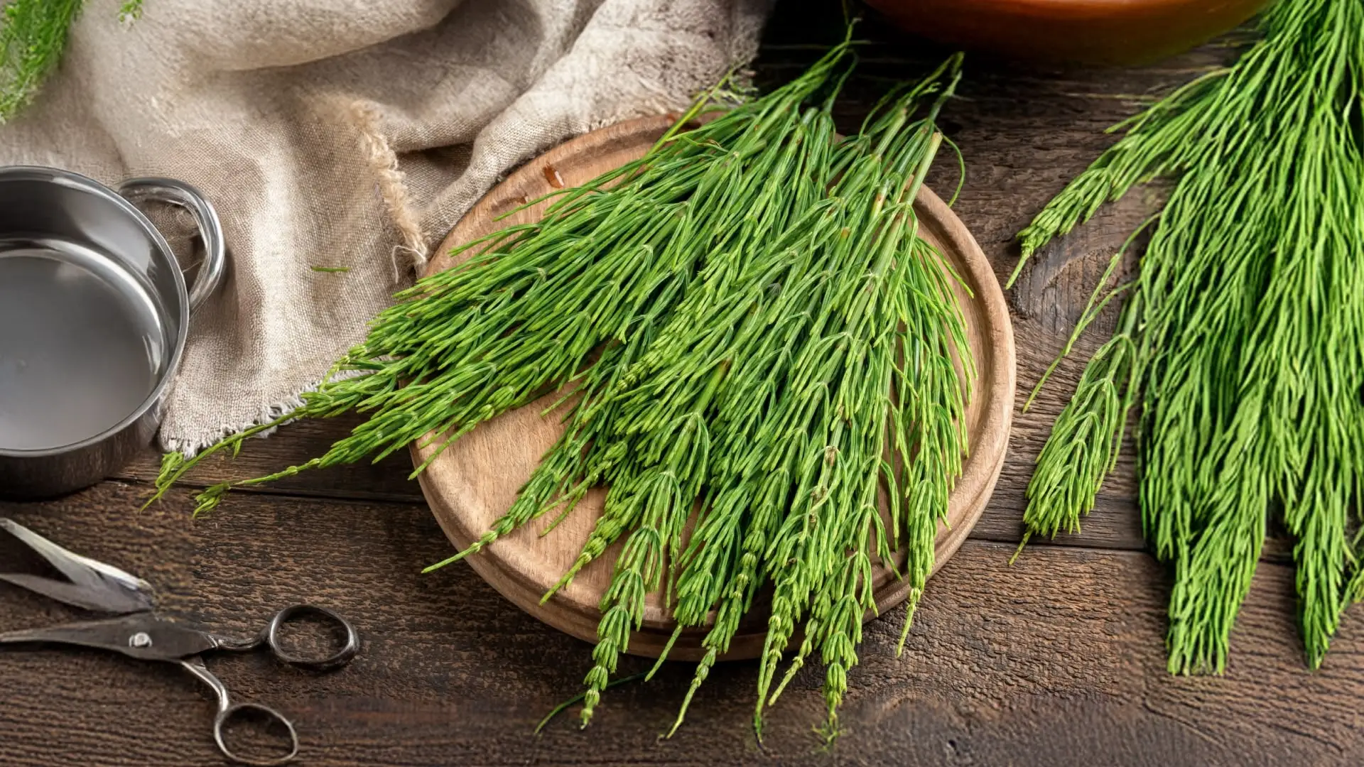 Cola de caballo | ¿Qué es y para qué sirve?